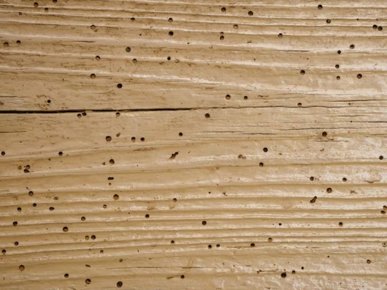 Hva er mott i treverk? En grundig forklaring. - Xpluss